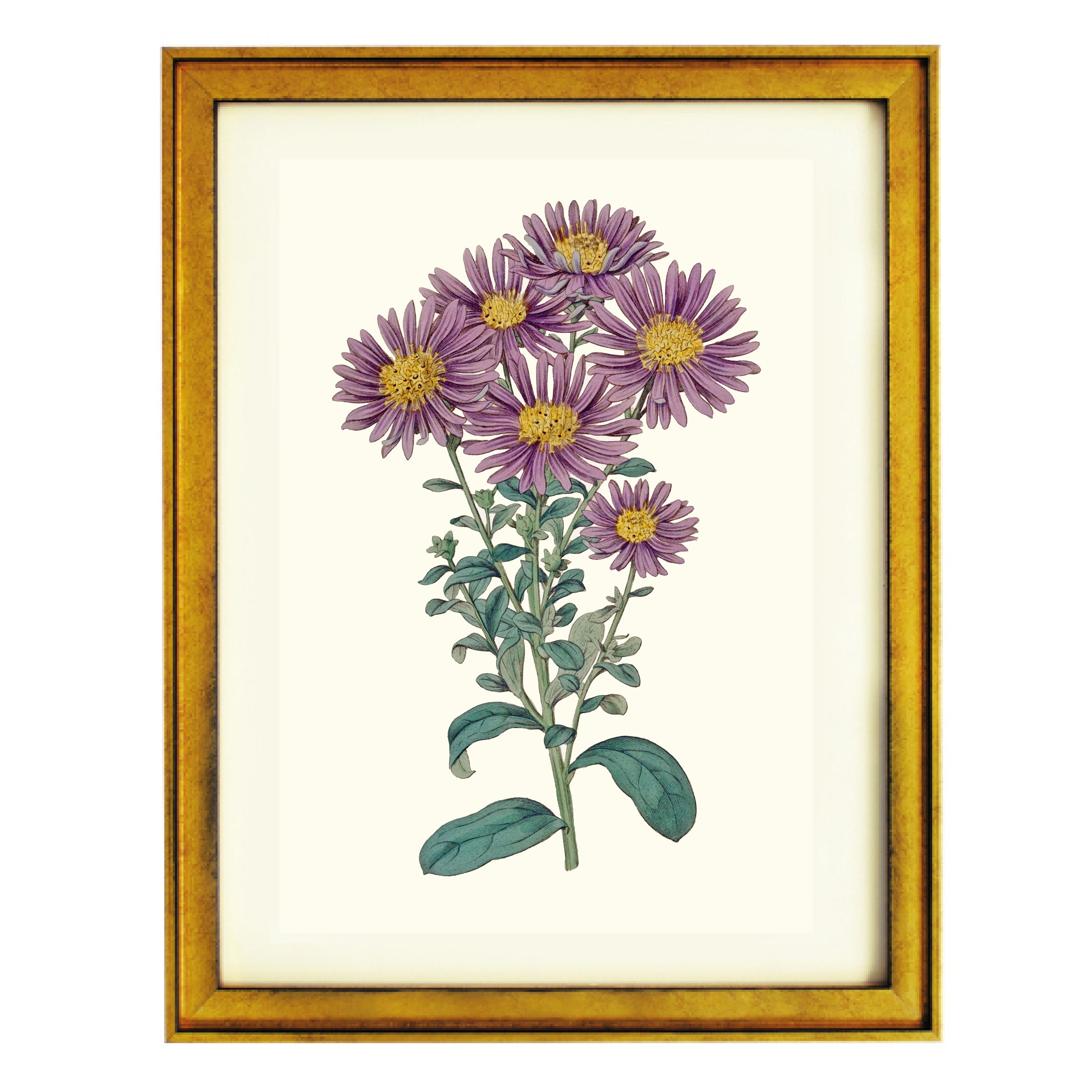 Aster Amellus Botanical Art Print – Ikka Dukka Studio Private Limited.