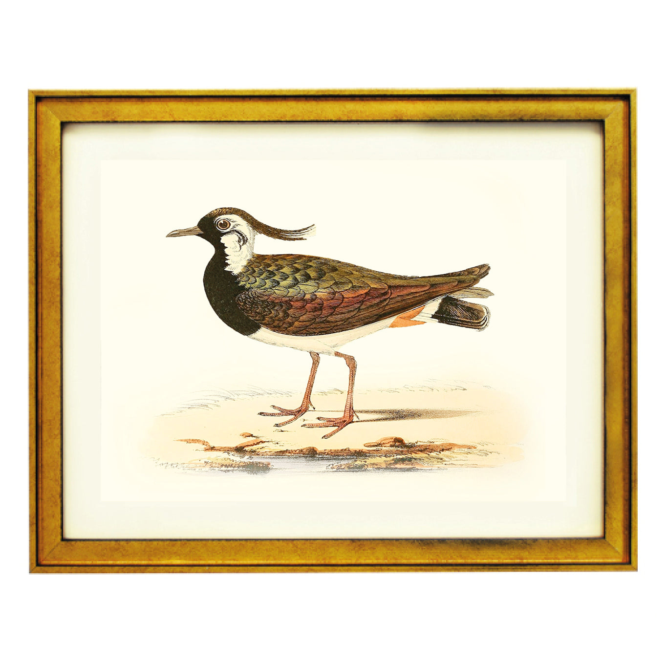Northern Lapwing Art Print – Ikka Dukka Studio Private Limited.
