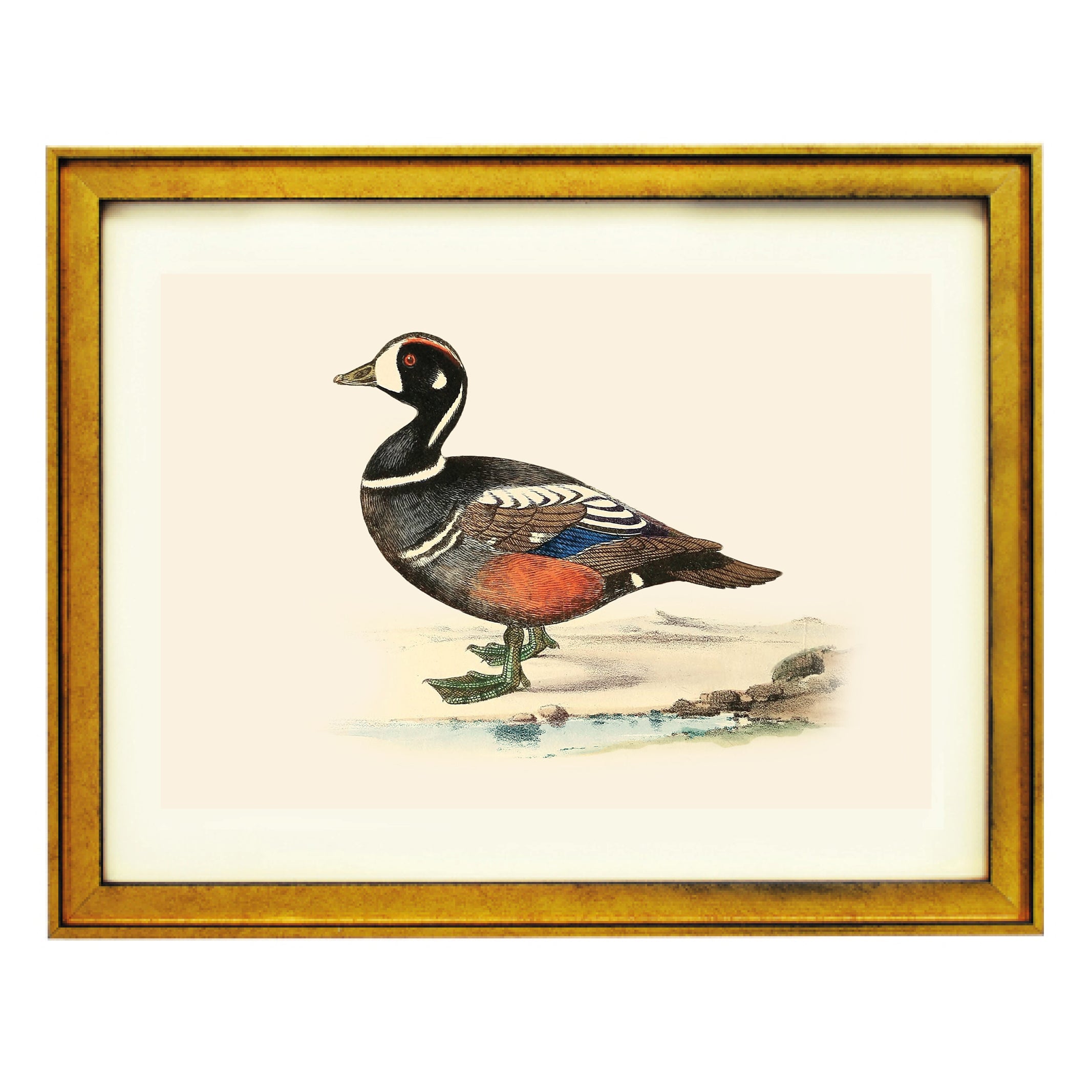 Ruby Winged Duck Art Print – Ikka Dukka Studio Private Limited.