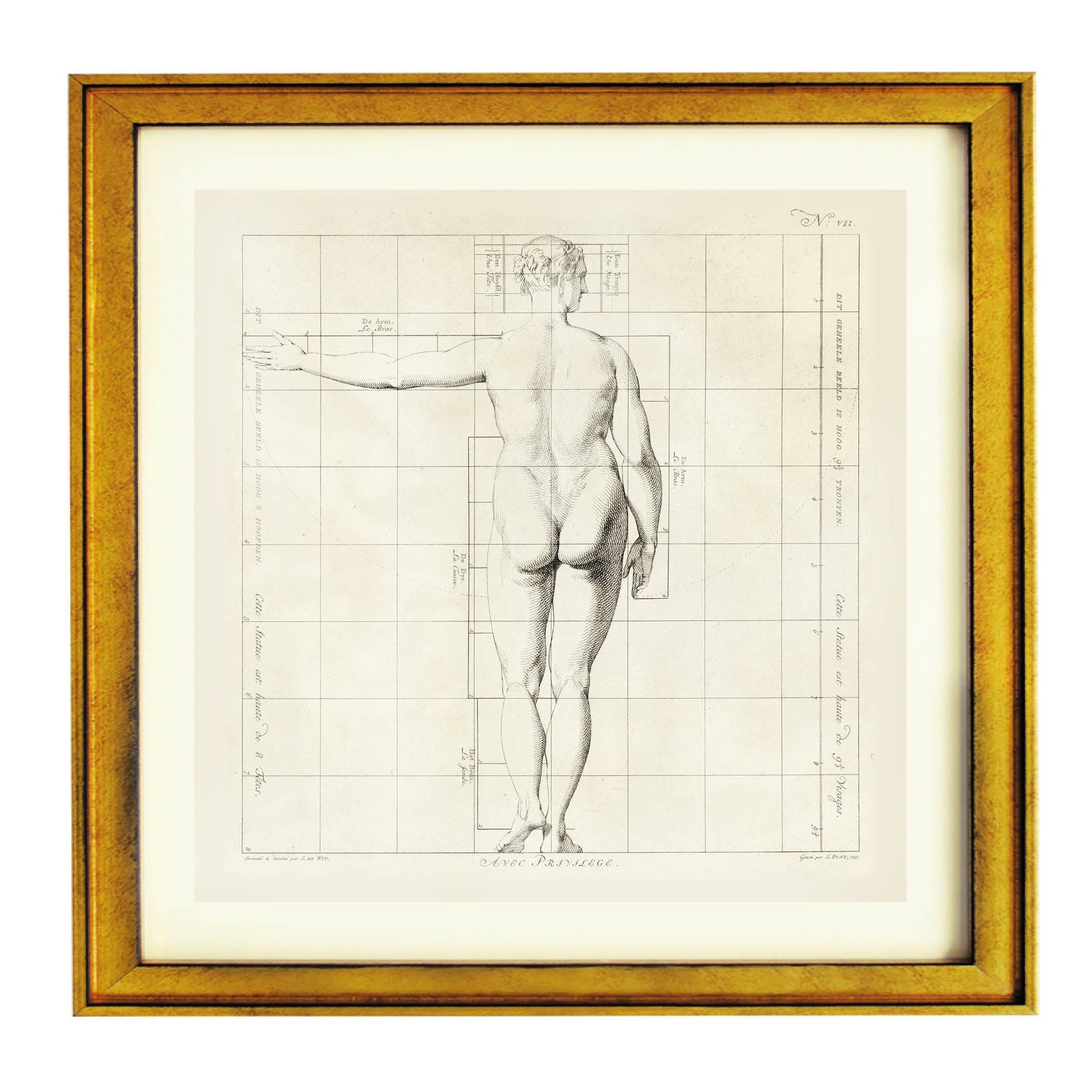 Proportions of the Human Form Art Print – Ikka Dukka Studio Private ...