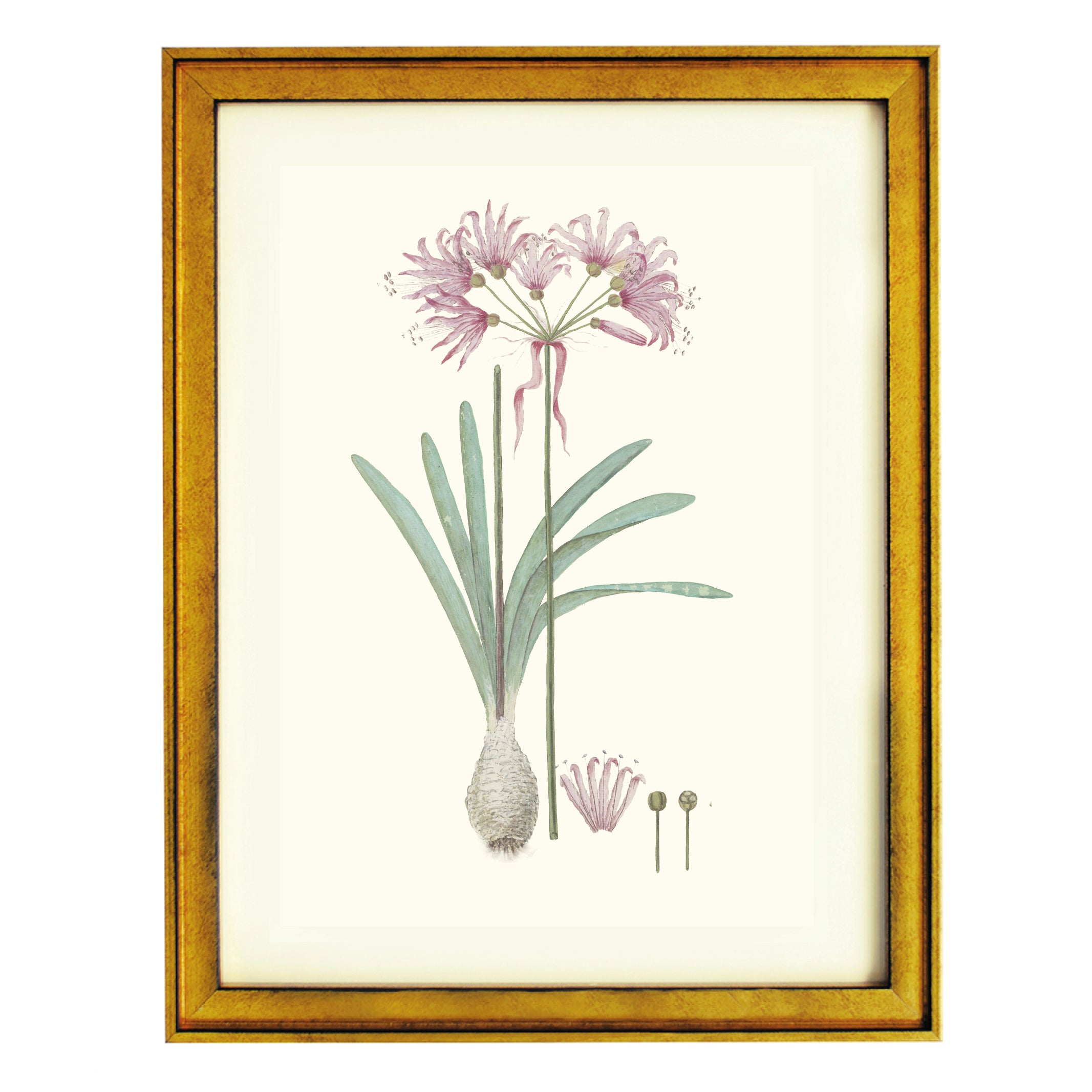Nerine Humilis Art Print – Ikka Dukka Studio Private Limited.