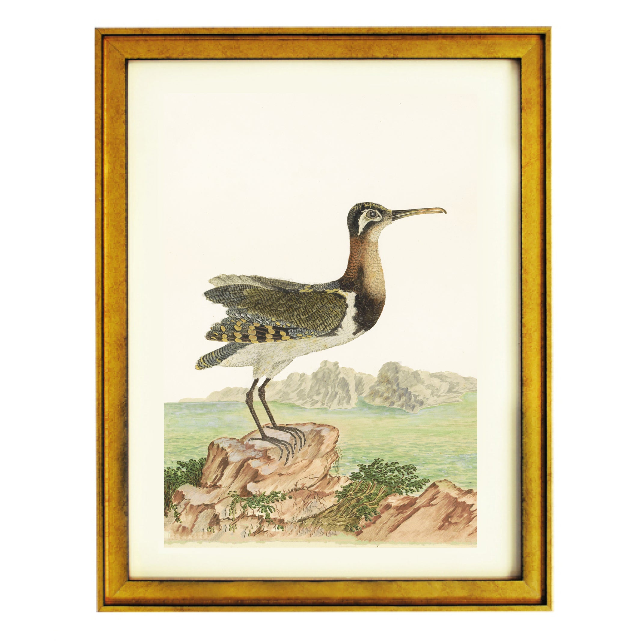 The Greater Painted-Snipe Art Print – Ikka Dukka Studio Private Limited.