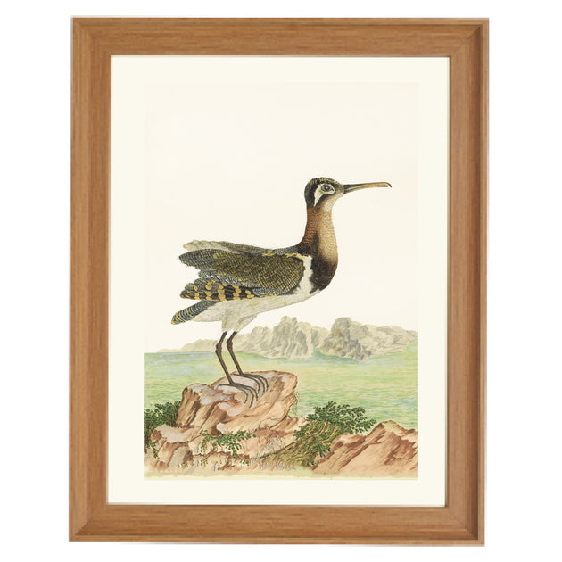 The Greater Painted-Snipe Art Print – Ikka Dukka Studio Private Limited.