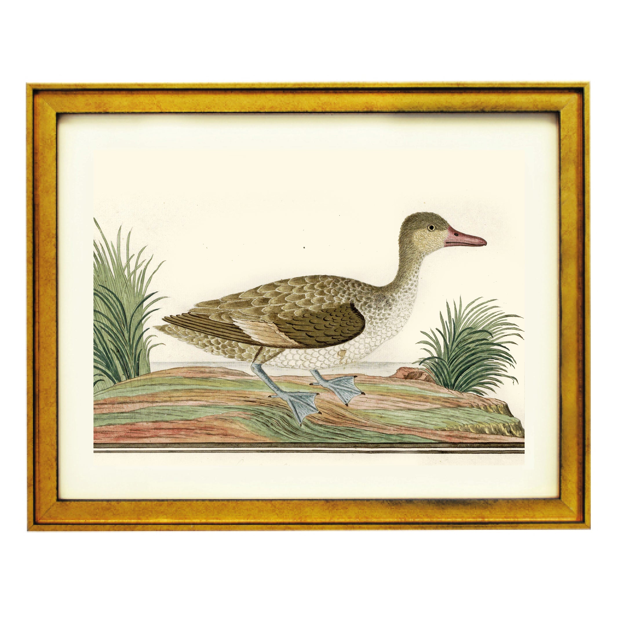 Majestic Mallard Art Print – Ikka Dukka Studio Private Limited.