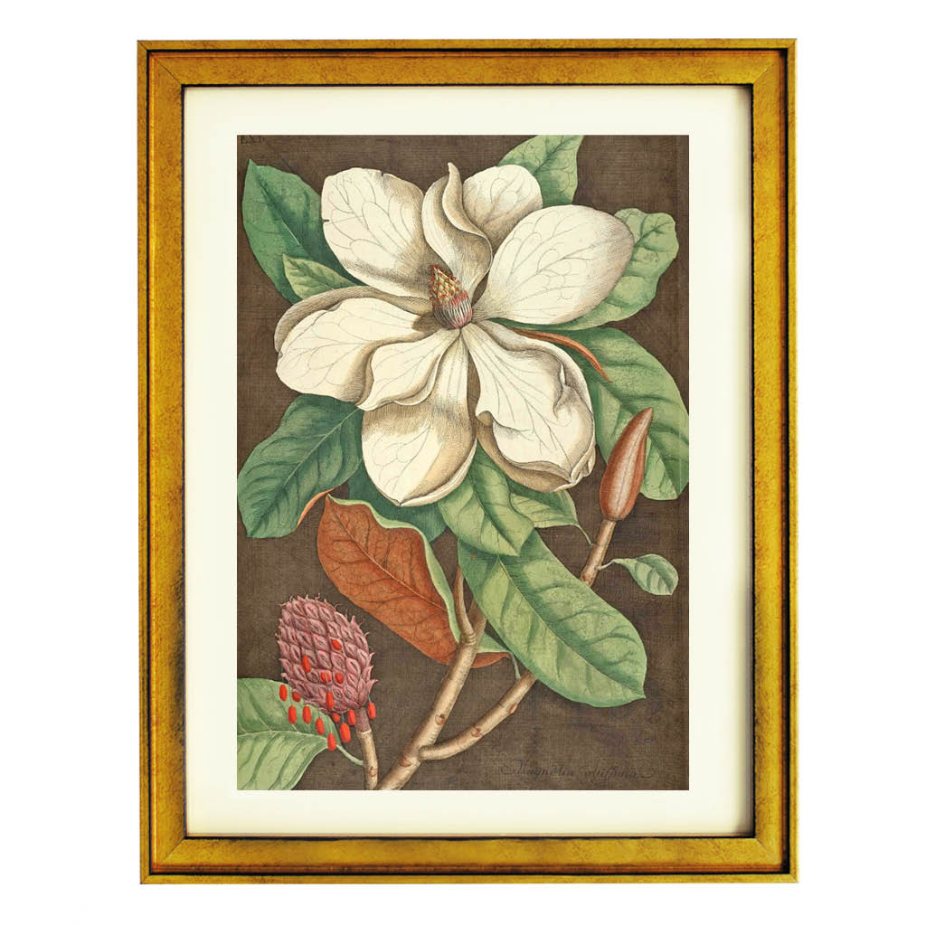 Magnolia Magnifica Art Print – Ikka Dukka Studio Private Limited.
