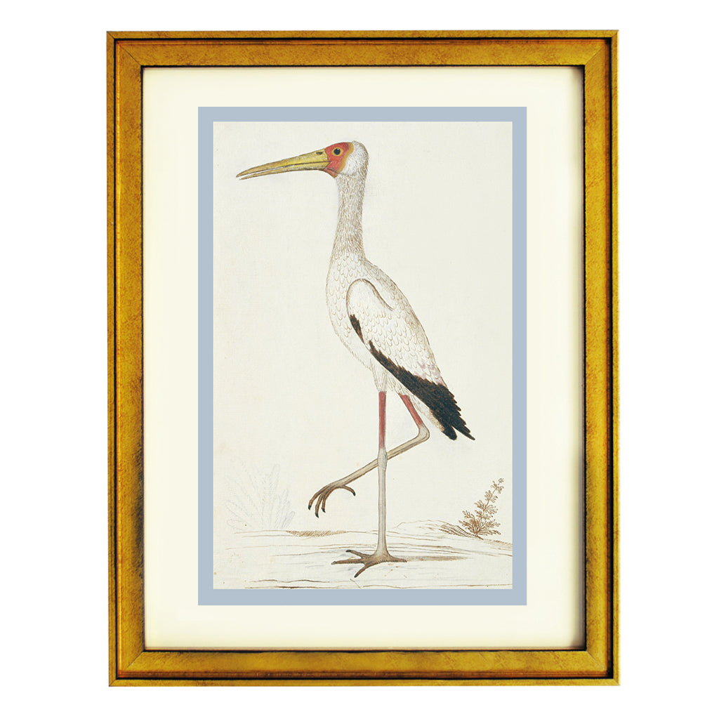 Yellow-billed stork by Robert Jacob Gordon ART PRINT – Ikka Dukka ...