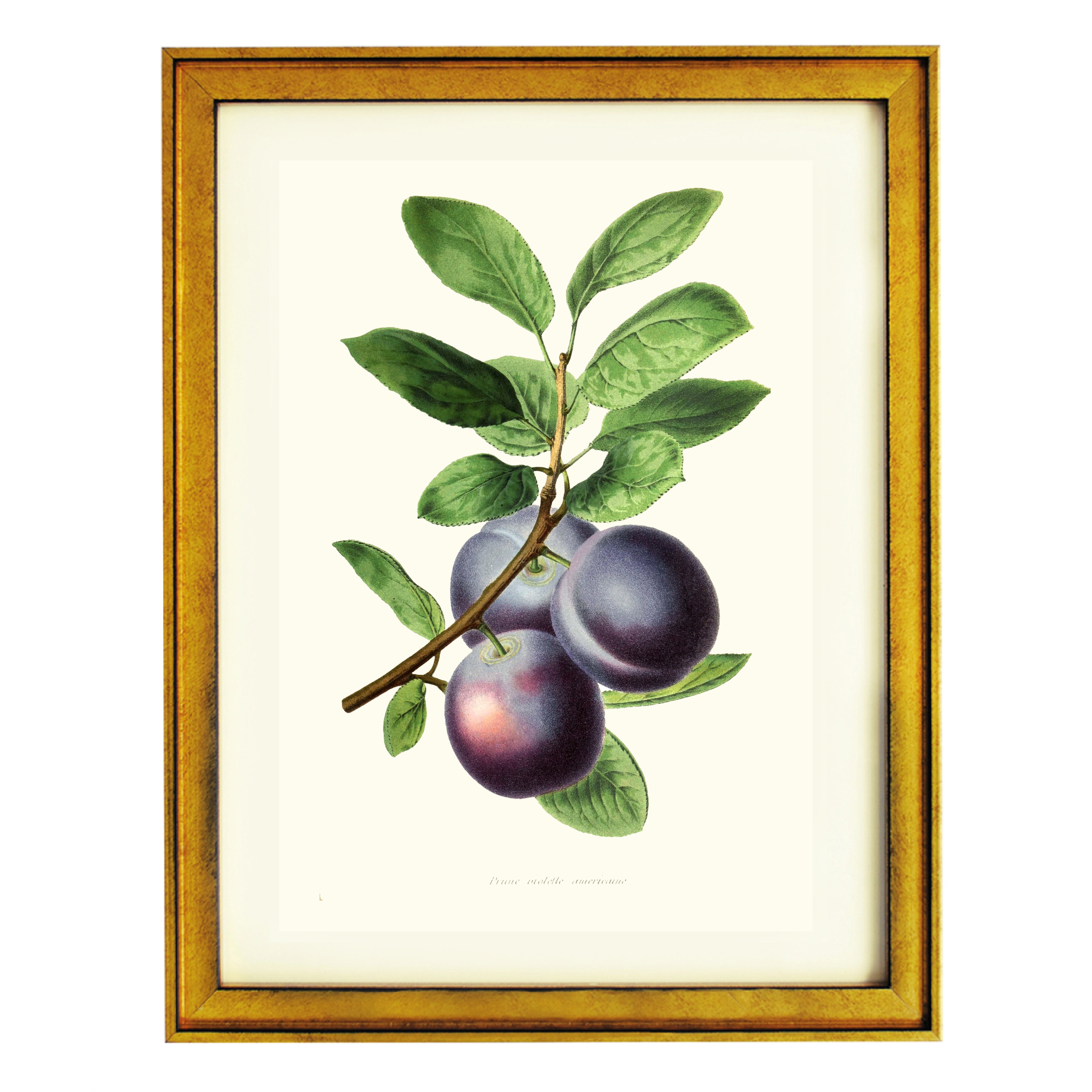 PRUNE VIOLETTE AMERICAINE ART PRINT – Ikka Dukka Studio Private Limited.