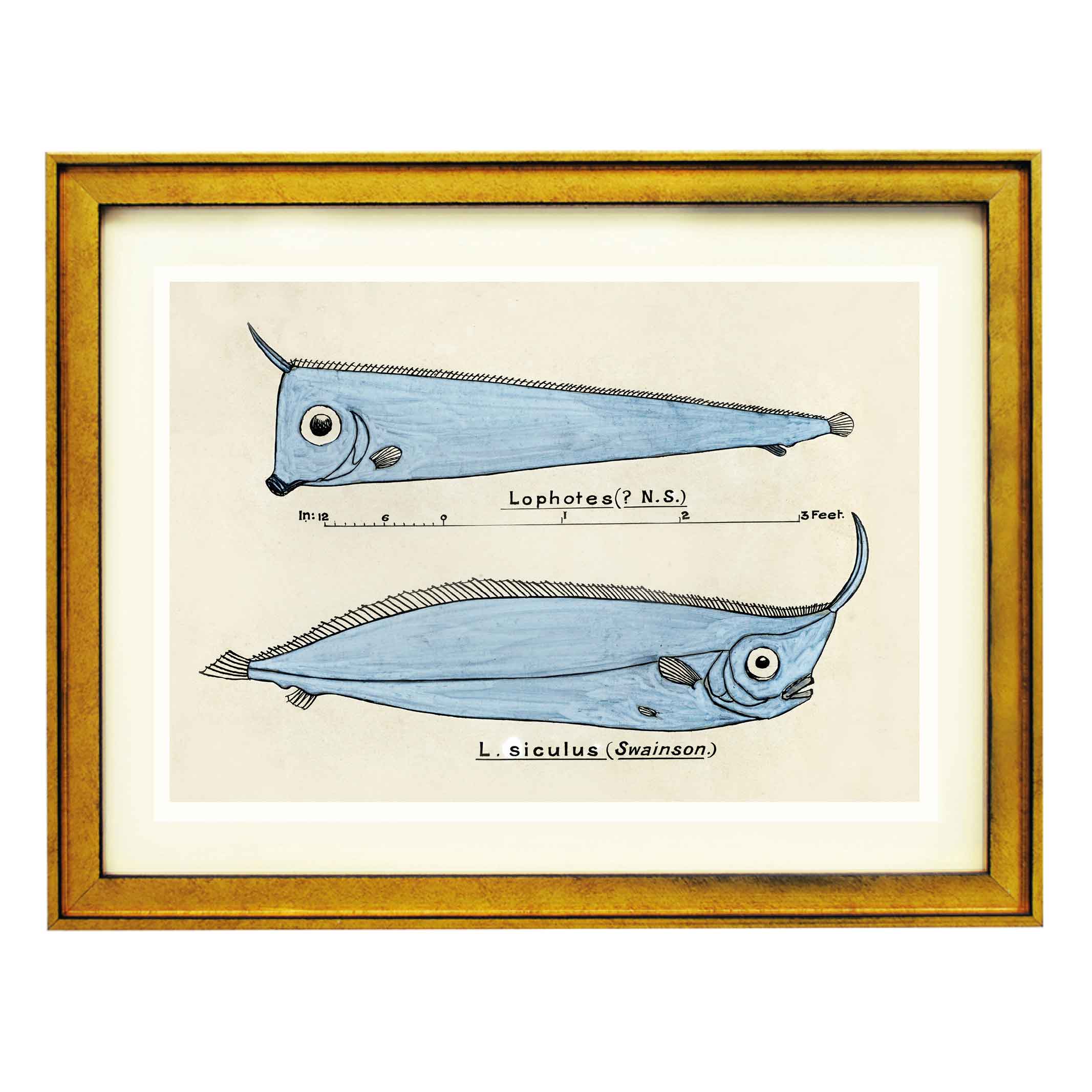 Antique fish Crested Bandfish drawn by Fe. Clarke Art Print – Ikka ...