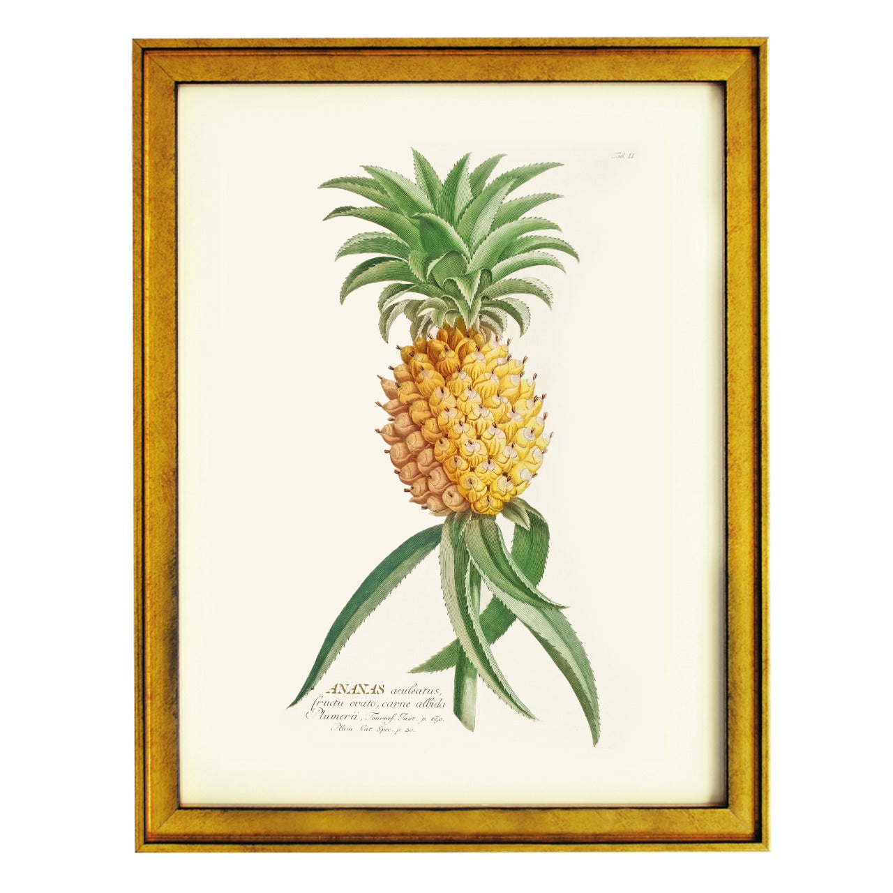 ANANAS ART PRINT – Ikka Dukka Studio Private Limited.
